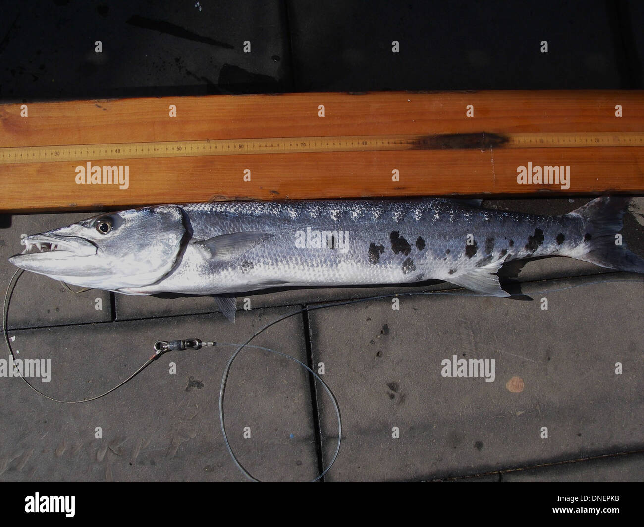 Barracuda teeth hi-res stock photography and images - Alamy