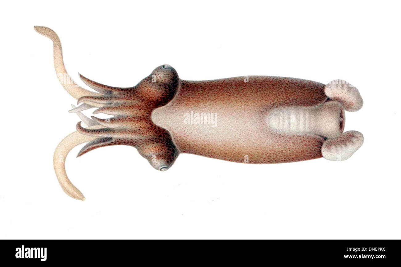 Spirula spirula, commonly known as the ram's horn squid, is a small ...