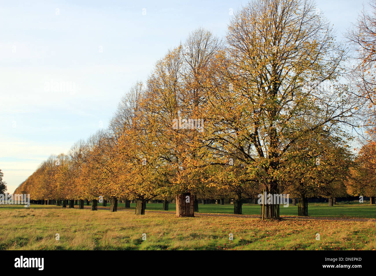 Lime trees, england hi-res stock photography and images - Alamy