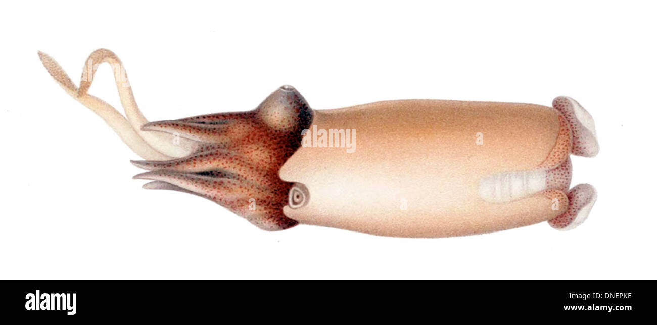 Spirula spirula is a species of squid known for its unique spiral ...