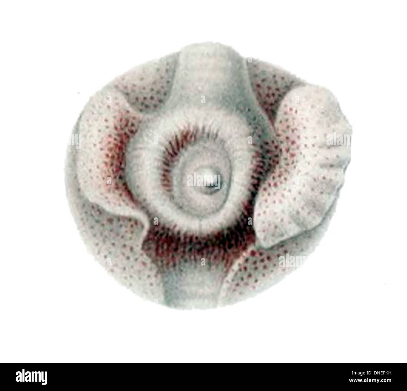 Spirula spirula hi-res stock photography and images - Alamy