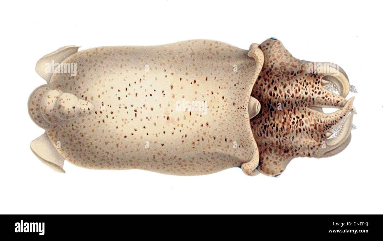 Unique larval stage hi-res stock photography and images - Alamy