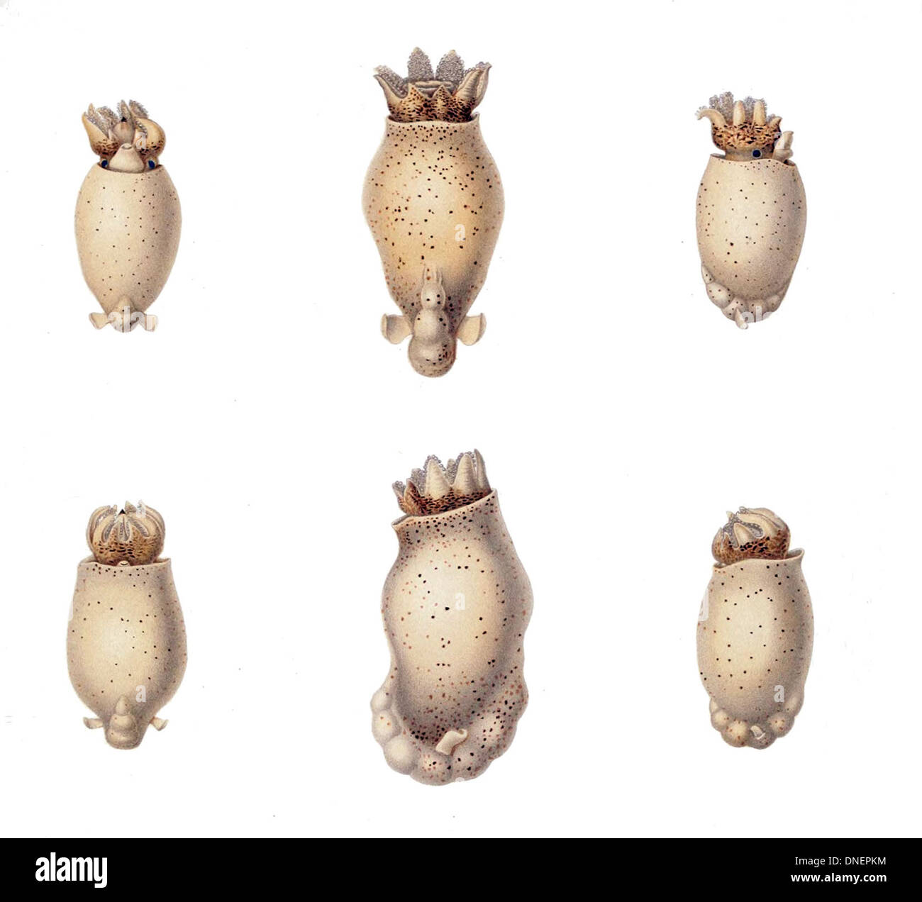 Spirula spirula, also known as the ram's horn squid, is a small ...