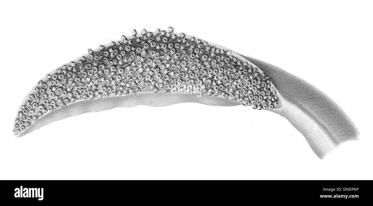 Spirula is a genus of cephalopods known for its spiral-shaped shell ...