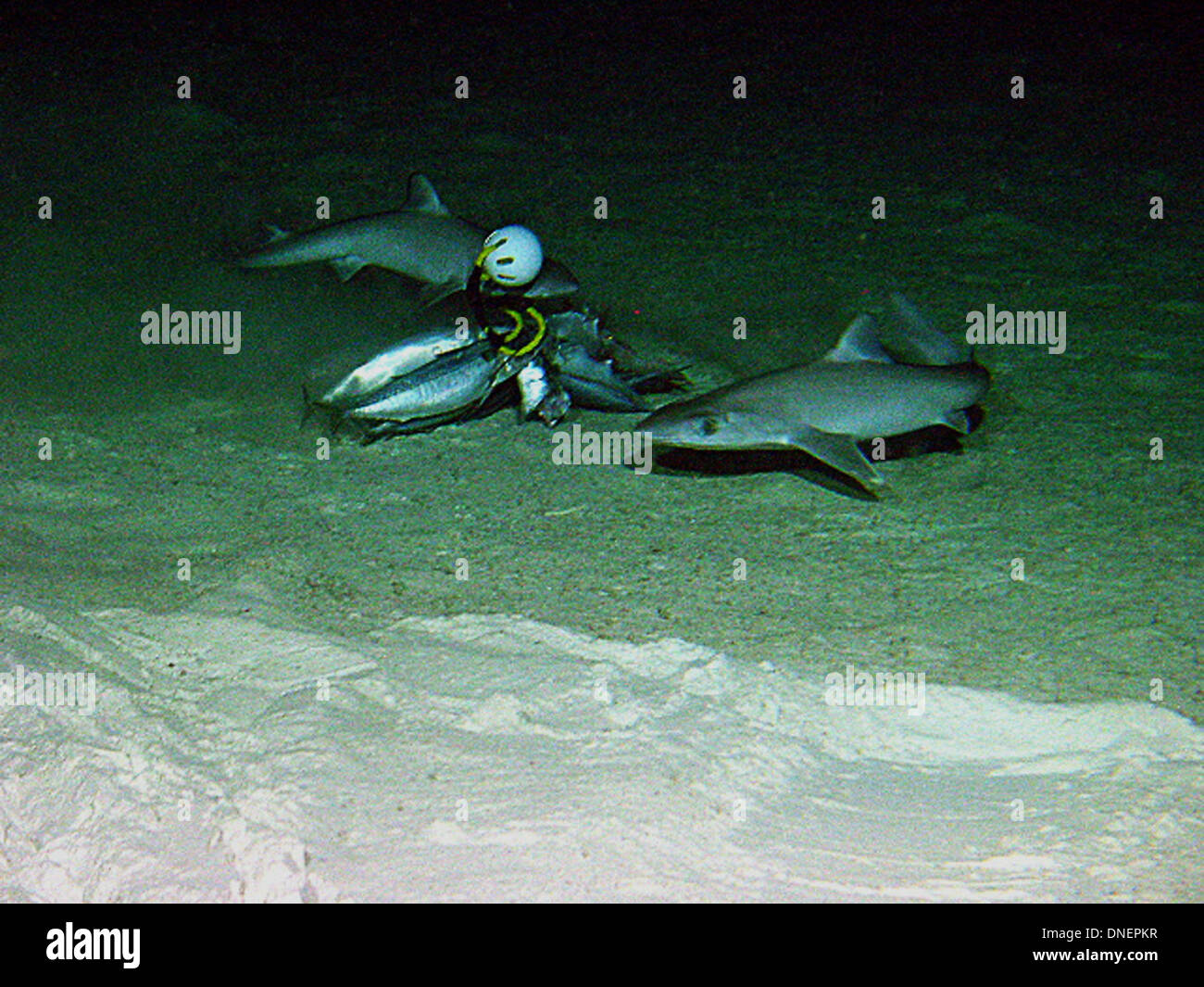 Squalus hi-res stock photography and images - Alamy