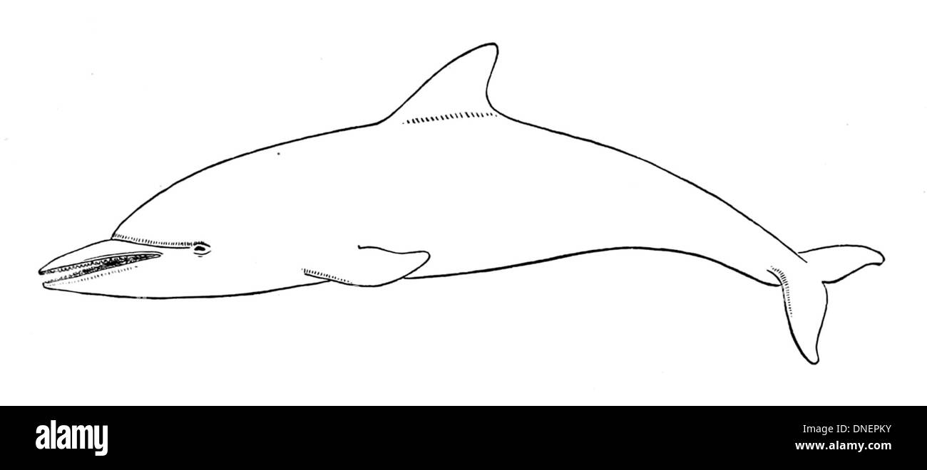 Steno hi-res stock photography and images - Alamy