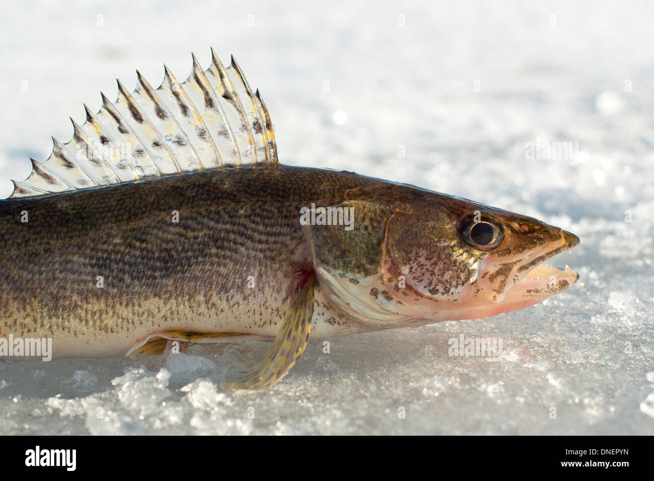 Walleyes hi-res stock photography and images - Alamy