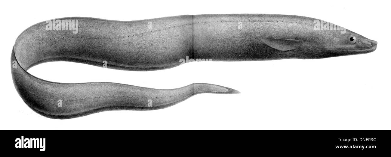 Synaphobranchus hi-res stock photography and images - Alamy