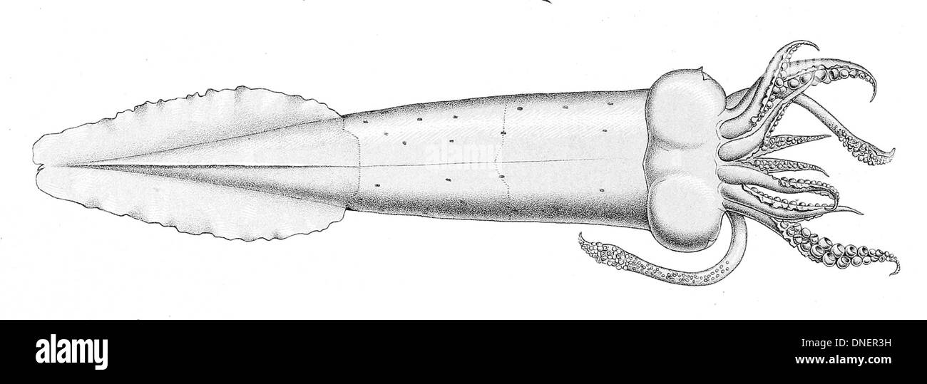 Borealis Black and White Stock Photos & Images - Alamy