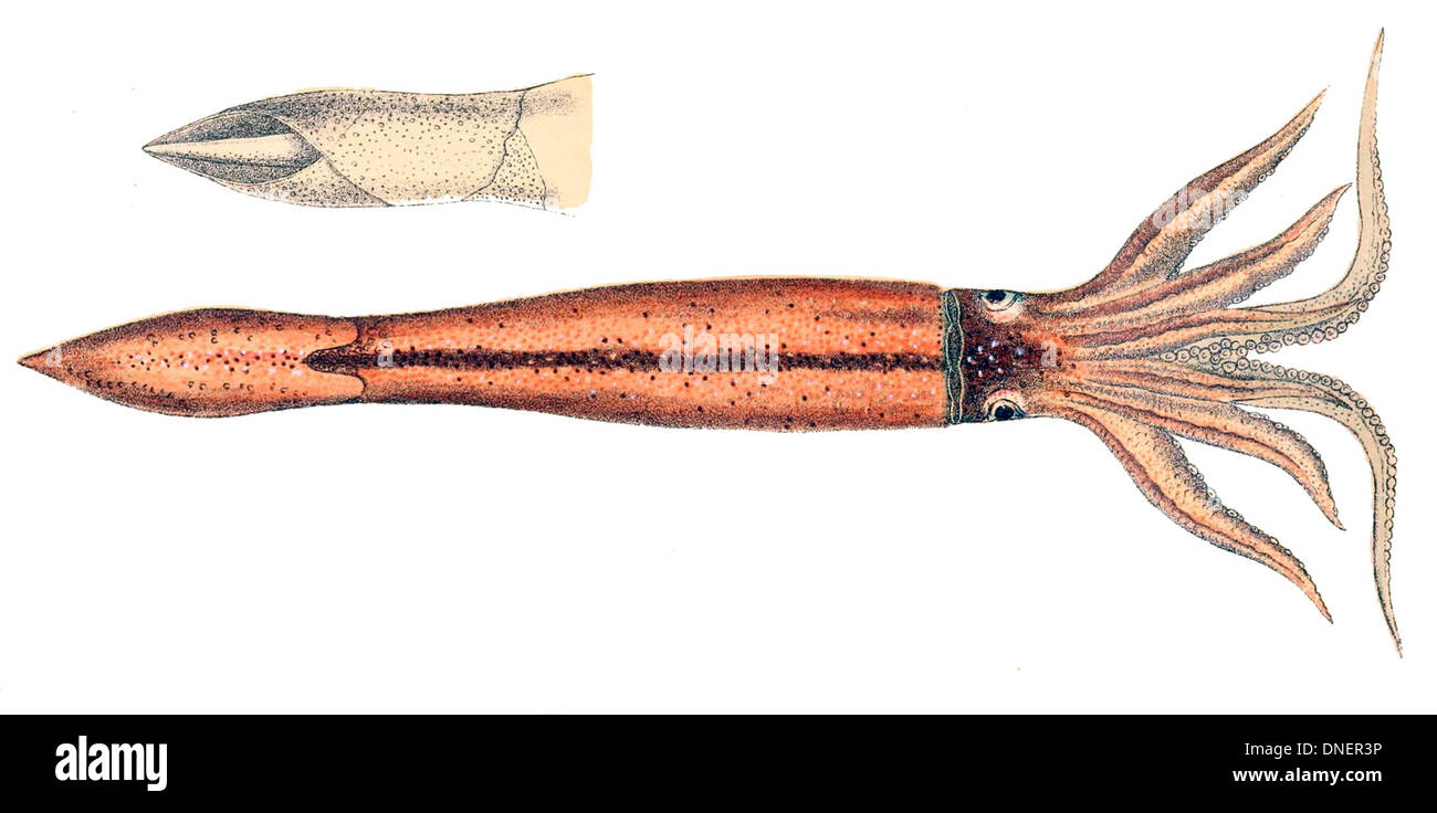 Taonius pavo hi-res stock photography and images - Alamy