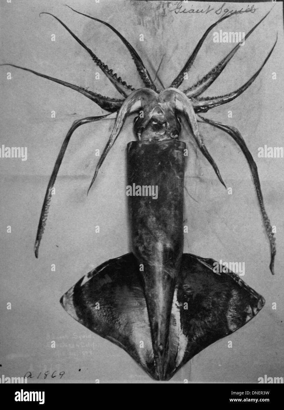 Species of squid Black and White Stock Photos & Images - Alamy
