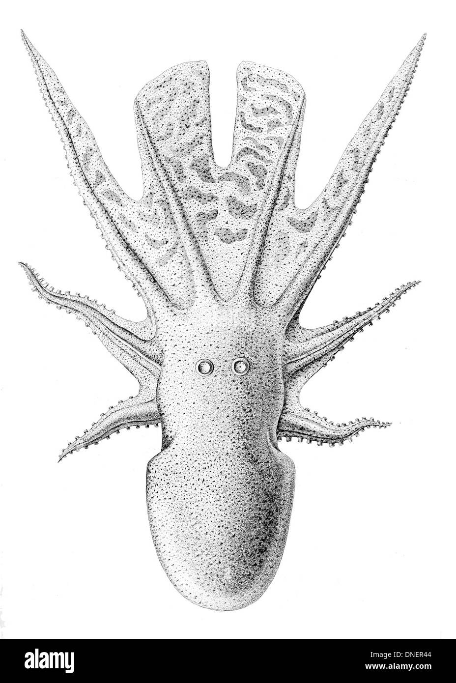 Tremoctopus Violaceus