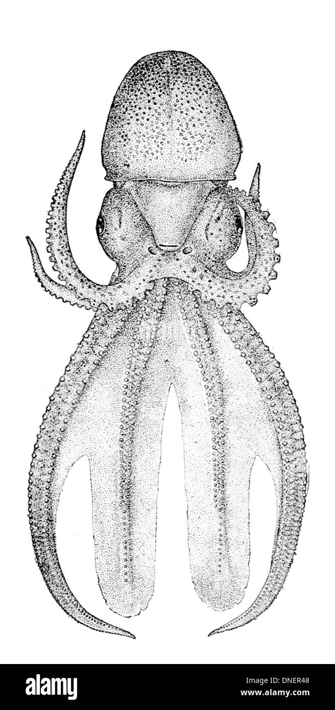 Cephalopod habitats Black and White Stock Photos & Images - Alamy