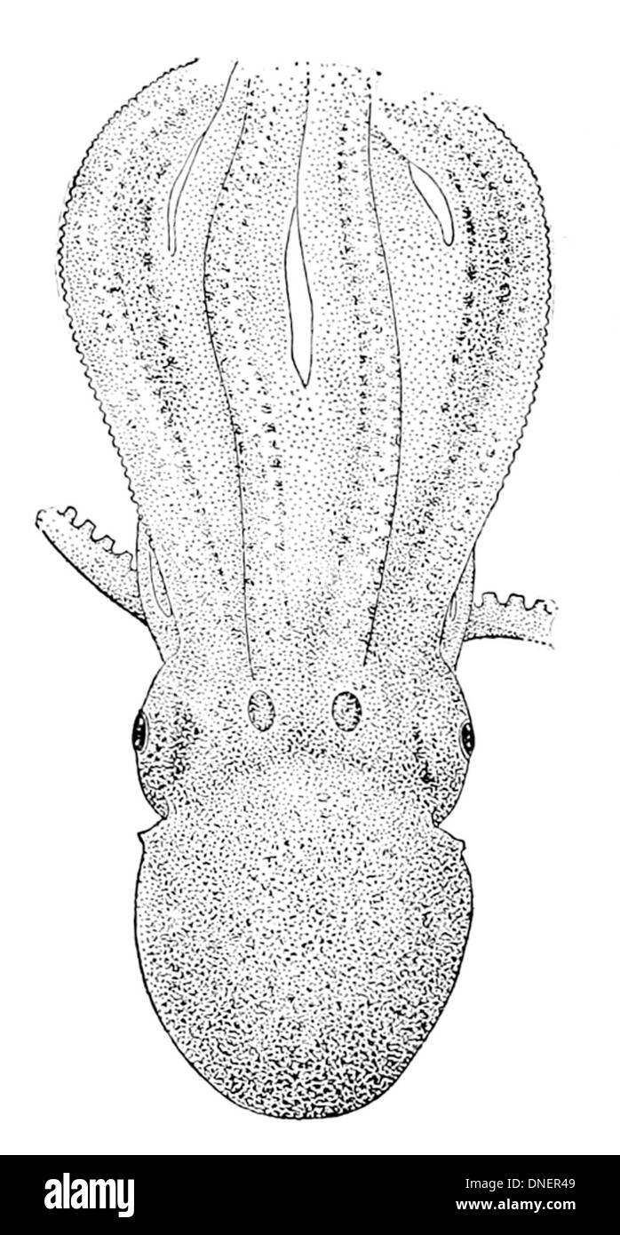 Tremoctopus hi-res stock photography and images - Alamy