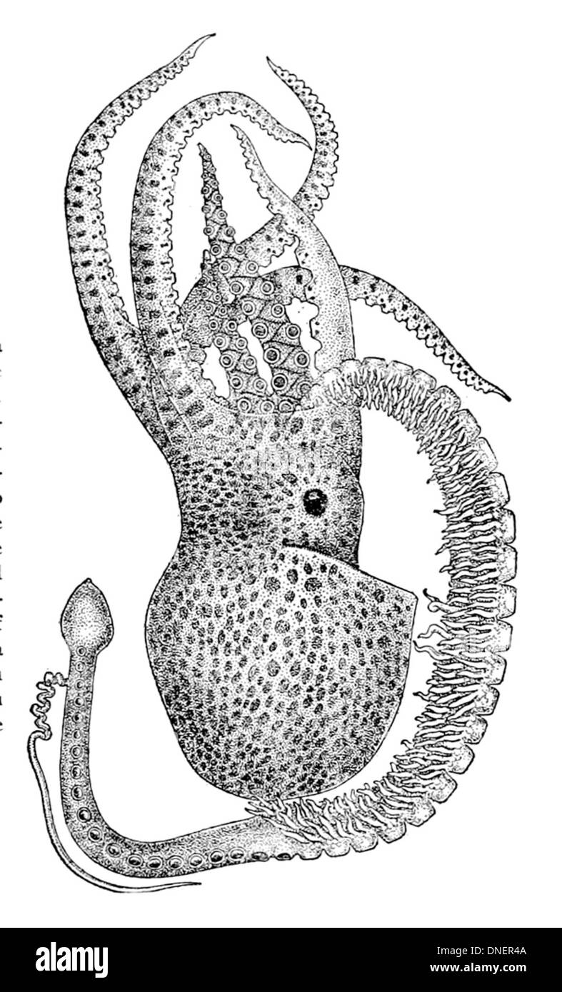 Tremoctopus violaceus, also known as the violet octopus, is a deep ...