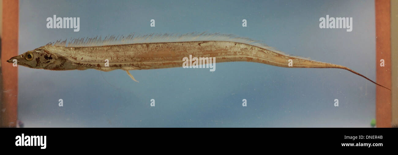 Trichiurus lepturus hi-res stock photography and images - Alamy