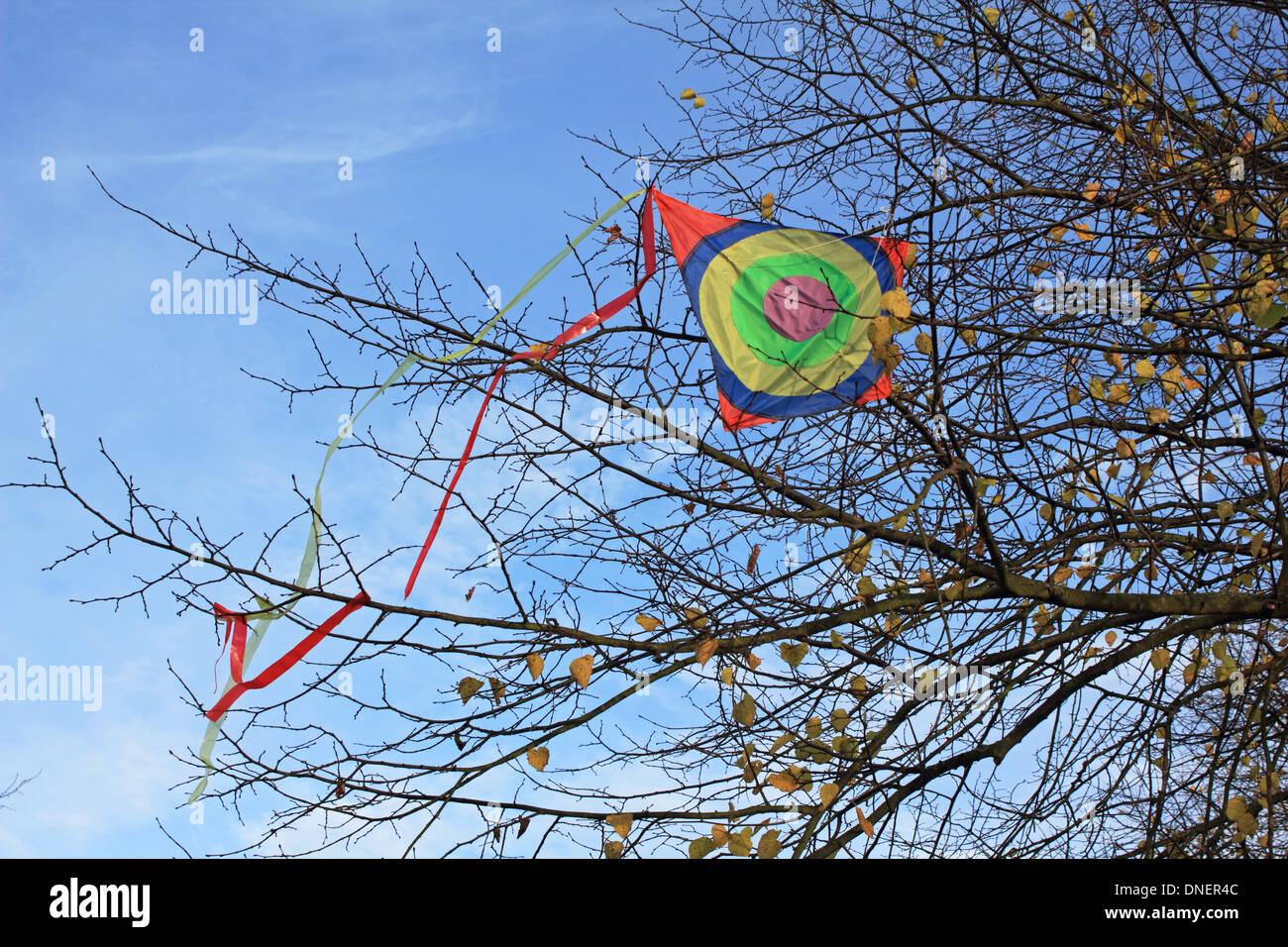 Tangled branches tree hi-res stock photography and images - Alamy
