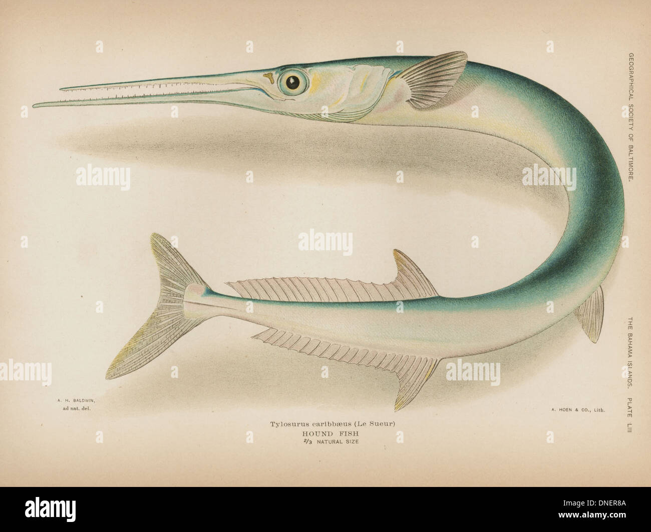 Tylosurus hi-res stock photography and images - Alamy