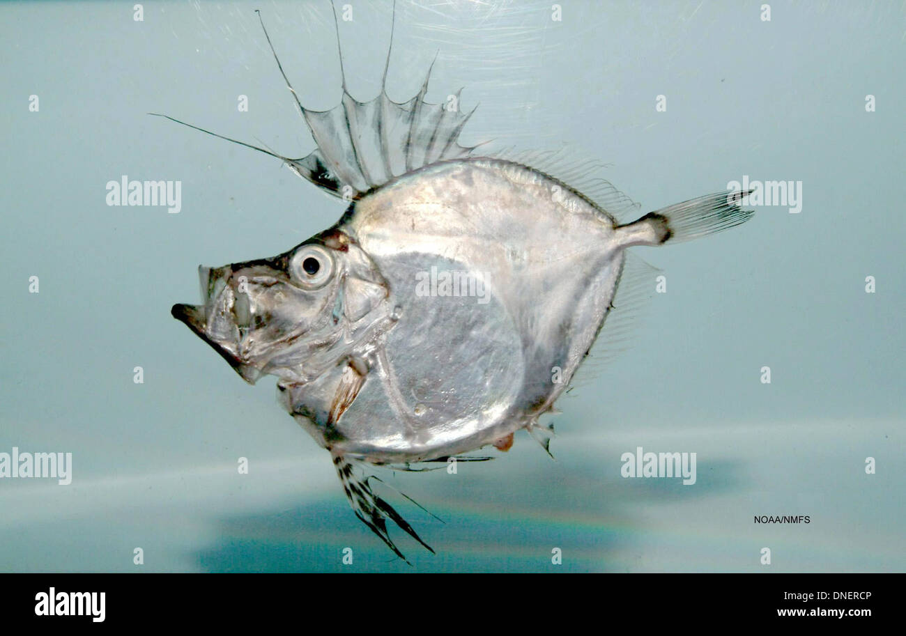 Anatomy body regions hi-res stock photography and images - Alamy