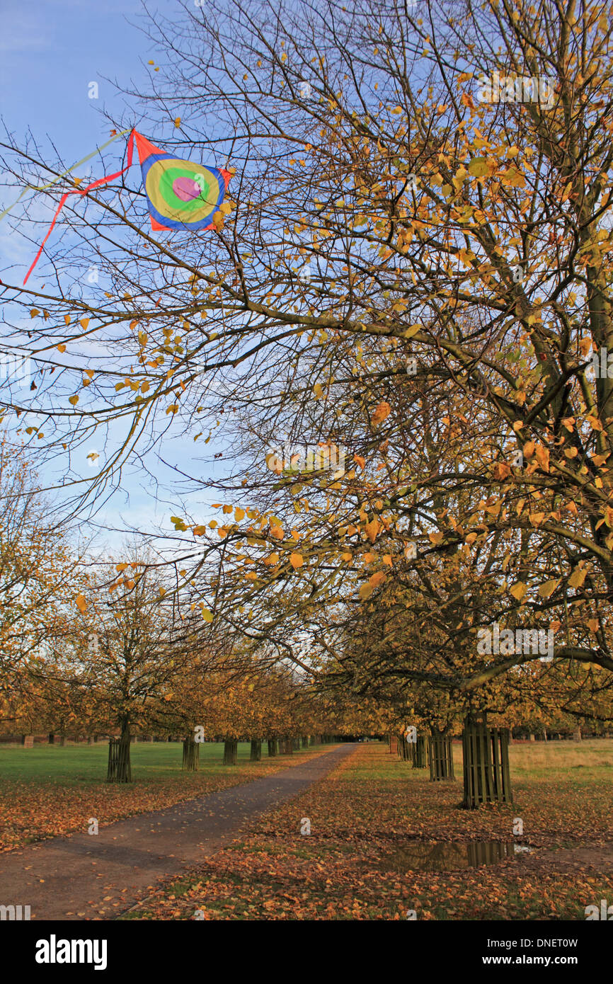 Kite caught in branches of tree in Bushy Park, SW London, England, UK ...