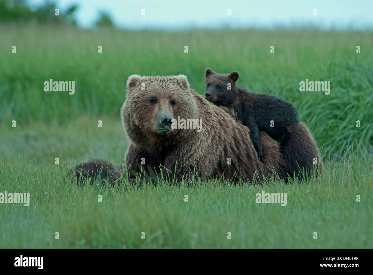 Bear laying on back hi-res stock photography and images - Alamy