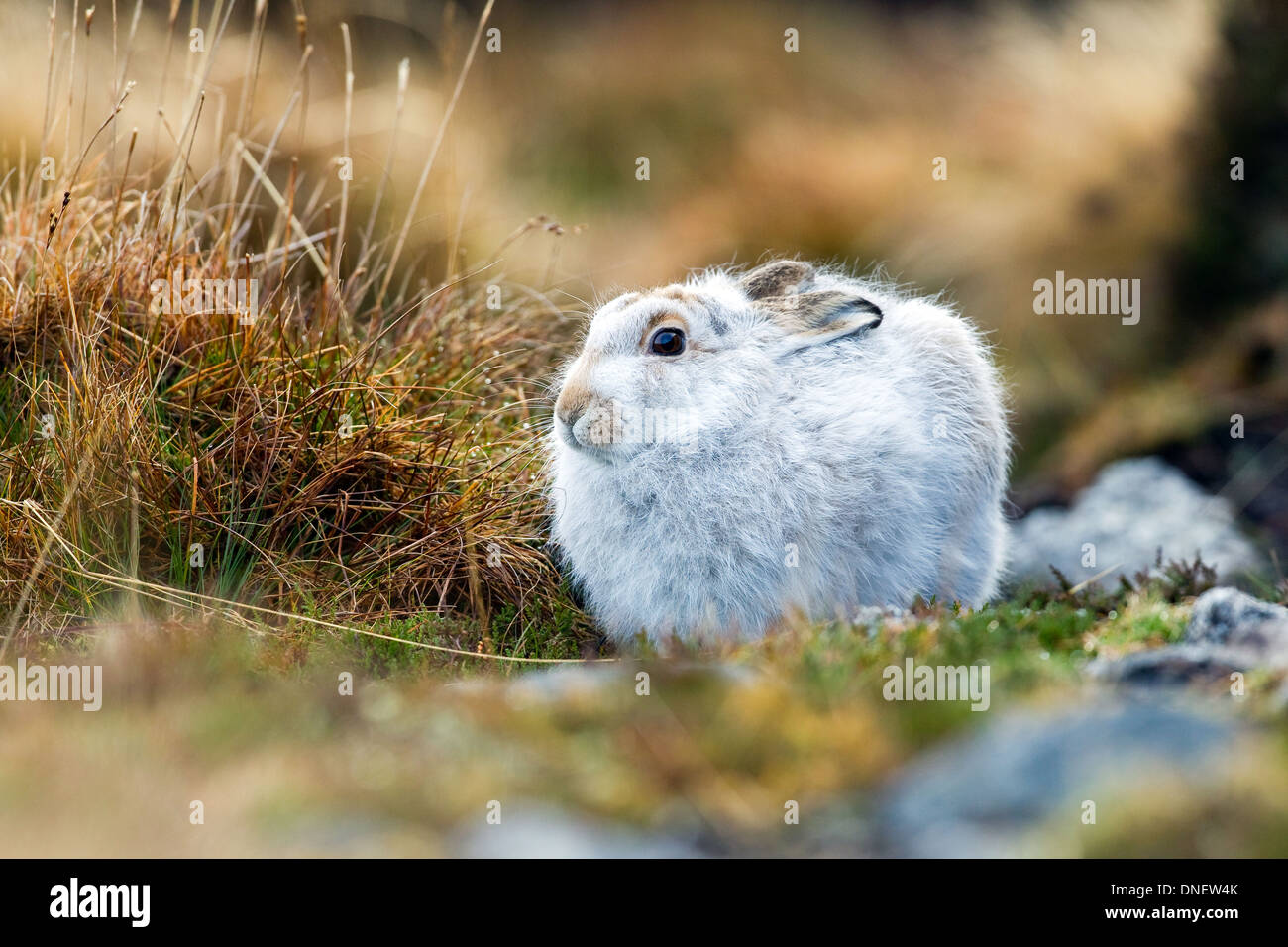 Mountain Hare in Scotland Stock Photo - Alamy