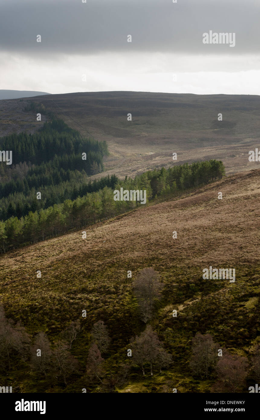 Portrait view of trees, moorland in upland Scotland Stock Photo - Alamy