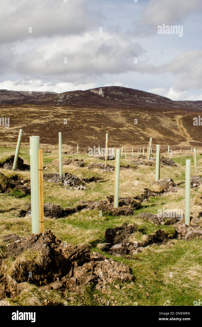 Portrait view of new saplings planted on upland Stock Photo - Alamy