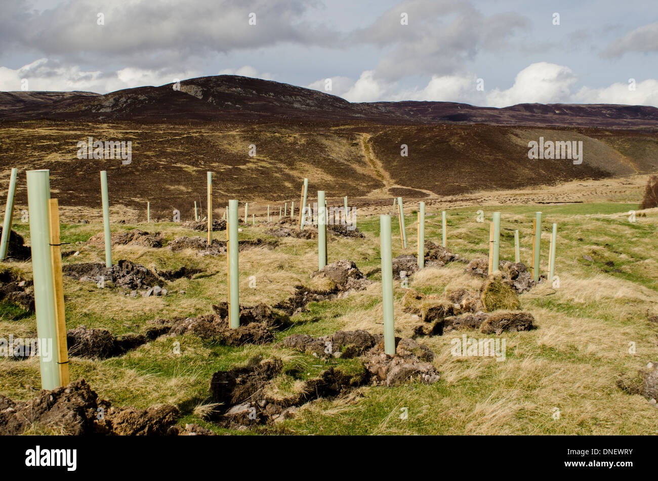 Planted saplings hi-res stock photography and images - Alamy