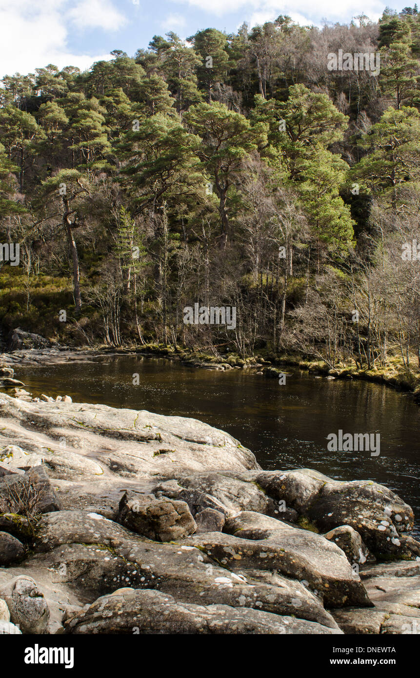 Portrait view of rocky river with Pines Stock Photo - Alamy