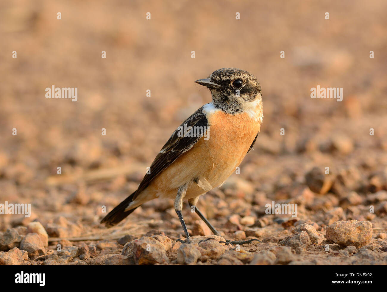 beautiful male Eastern Stonechat (Saxicola stejnegeri) standing on ...