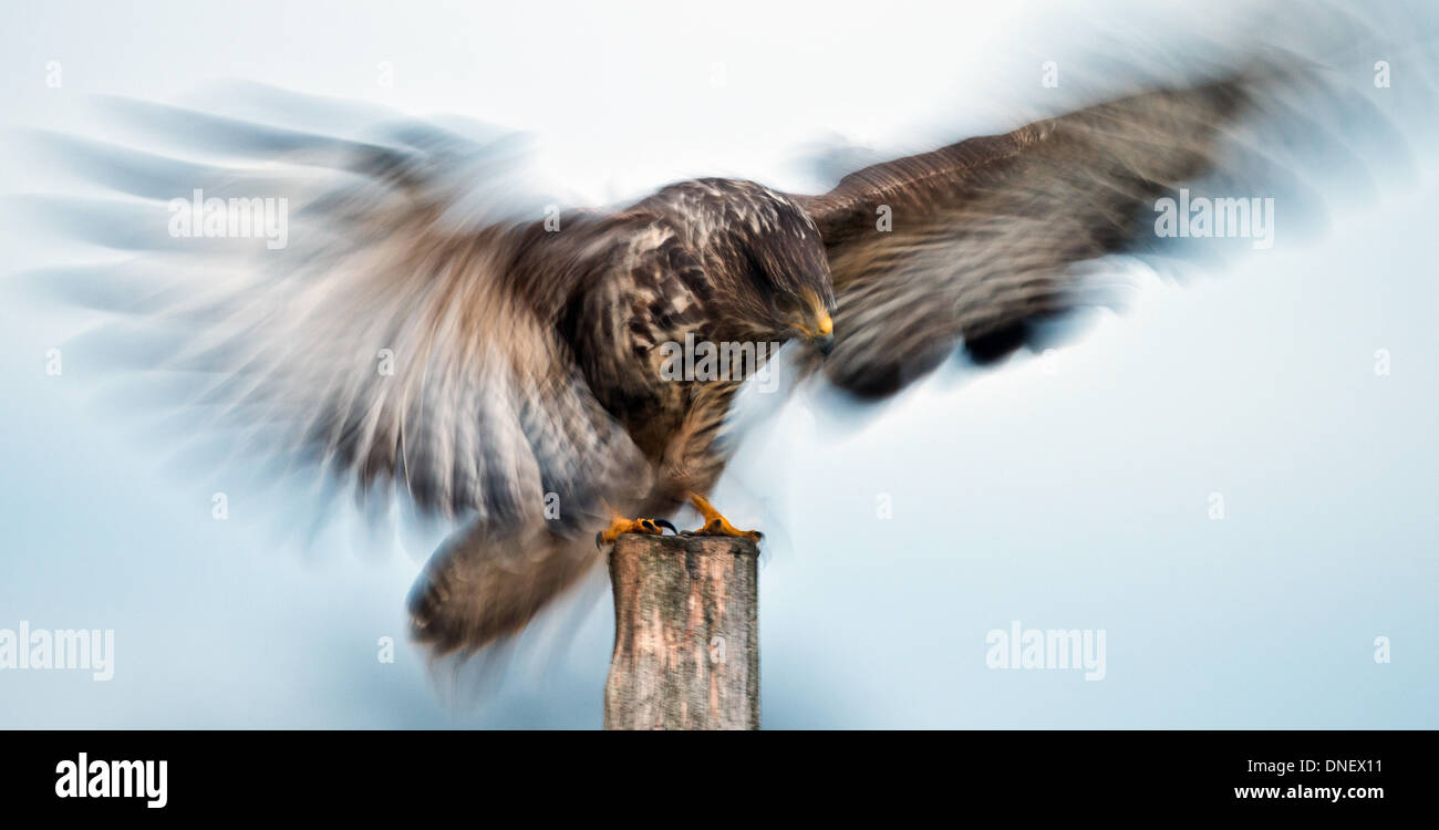 A common buzzard photographed in Sieversdorf, Germany, 15 December 2013 ...