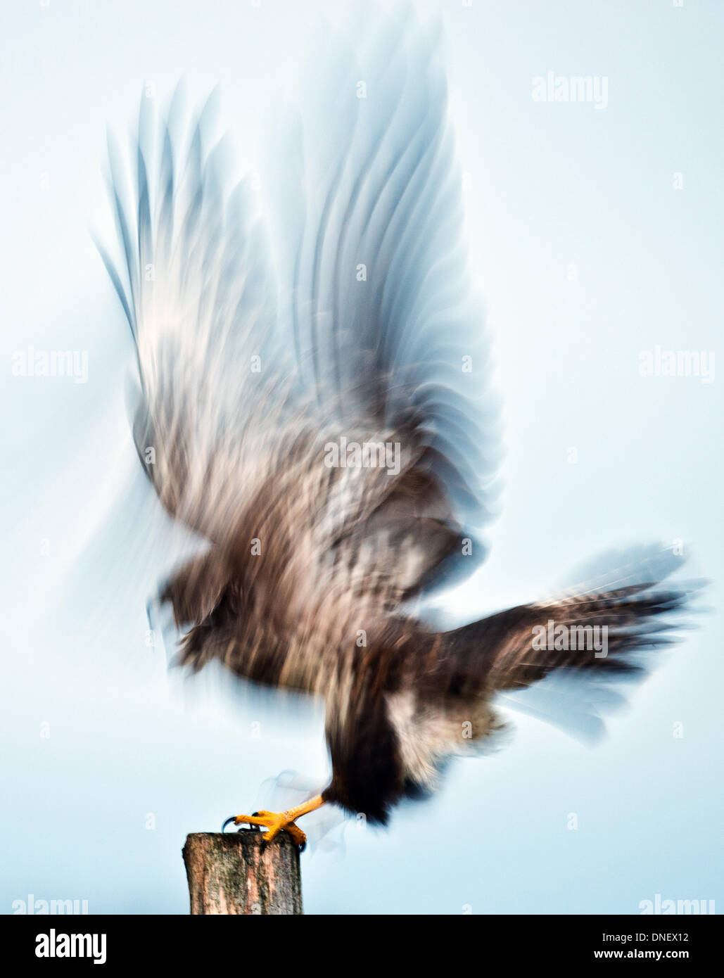 A common buzzard photographed in Sieversdorf, Germany, 15 December 2013 ...