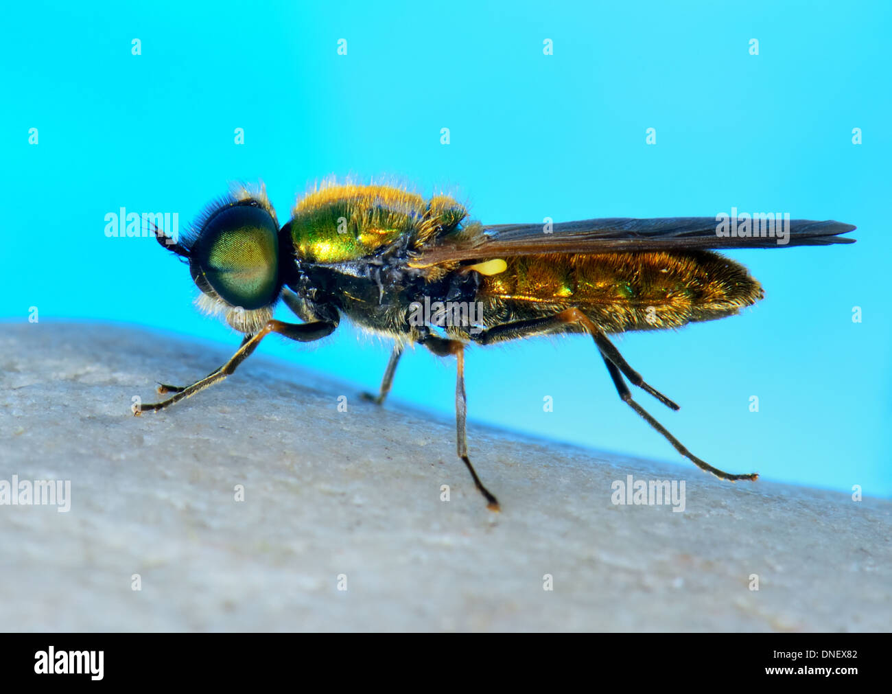 Hairy wing hi-res stock photography and images - Alamy