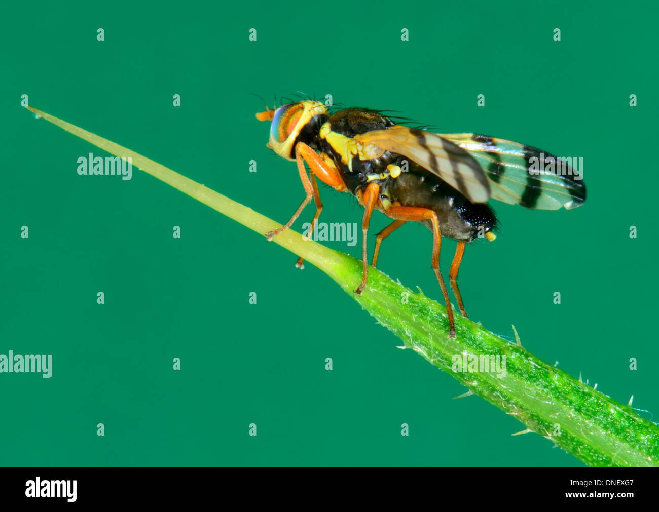 Male, Bull thistle gall fly or Seedhead gall fly, Urophora stylata ...