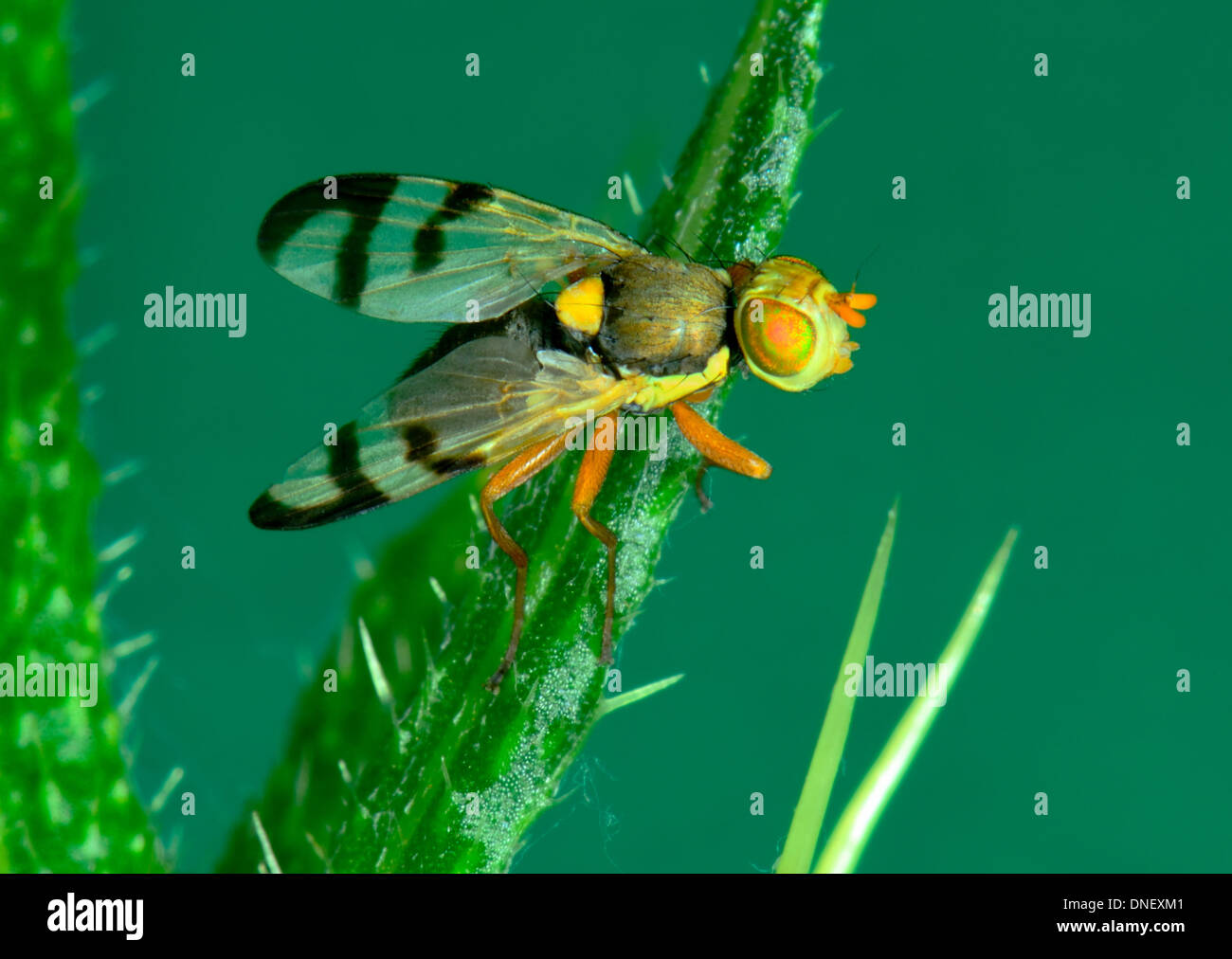 Bull thistle gall fly hi-res stock photography and images - Alamy