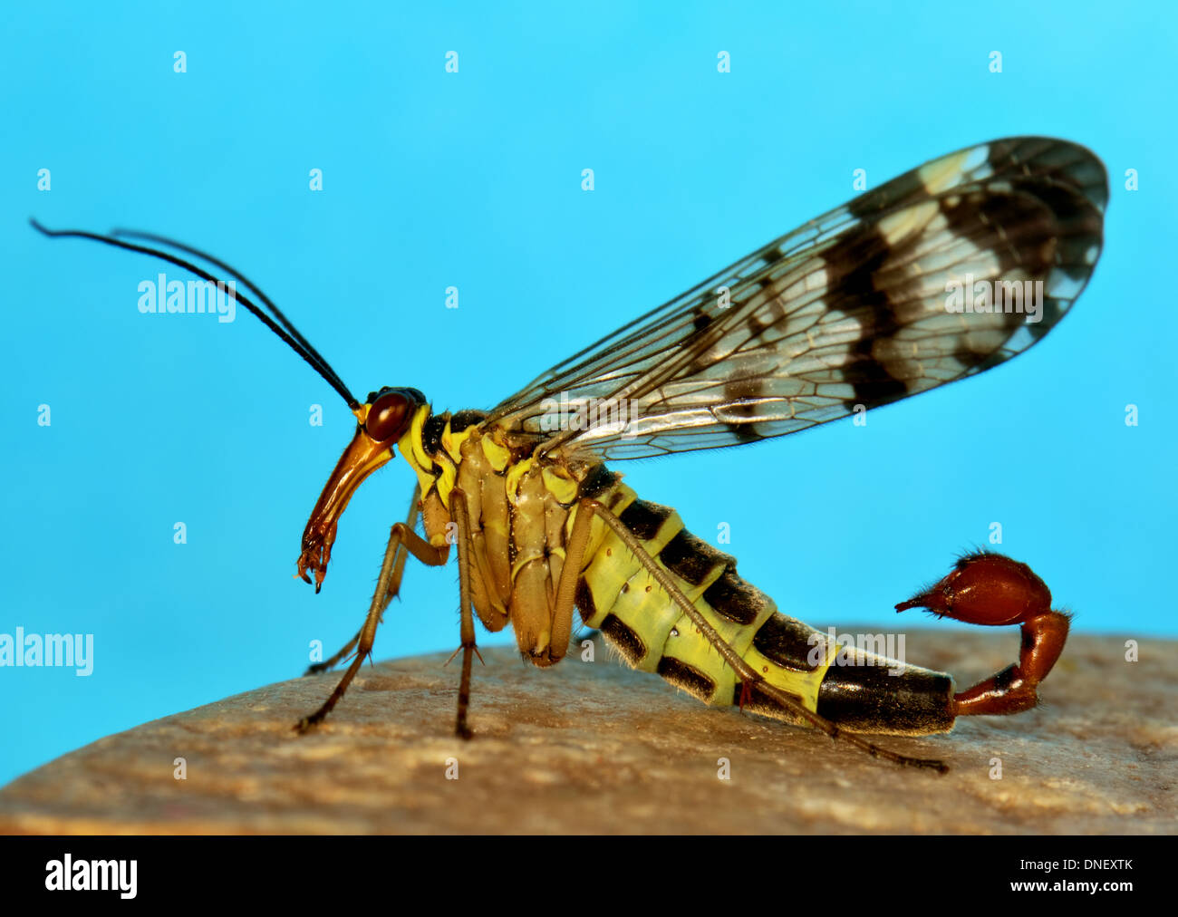 Close up of a male Scorpion fly,Panorpa communis Stock Photo - Alamy