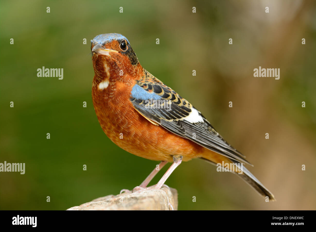 beautiful male white-throated rock-thrush Stock Photo - Alamy