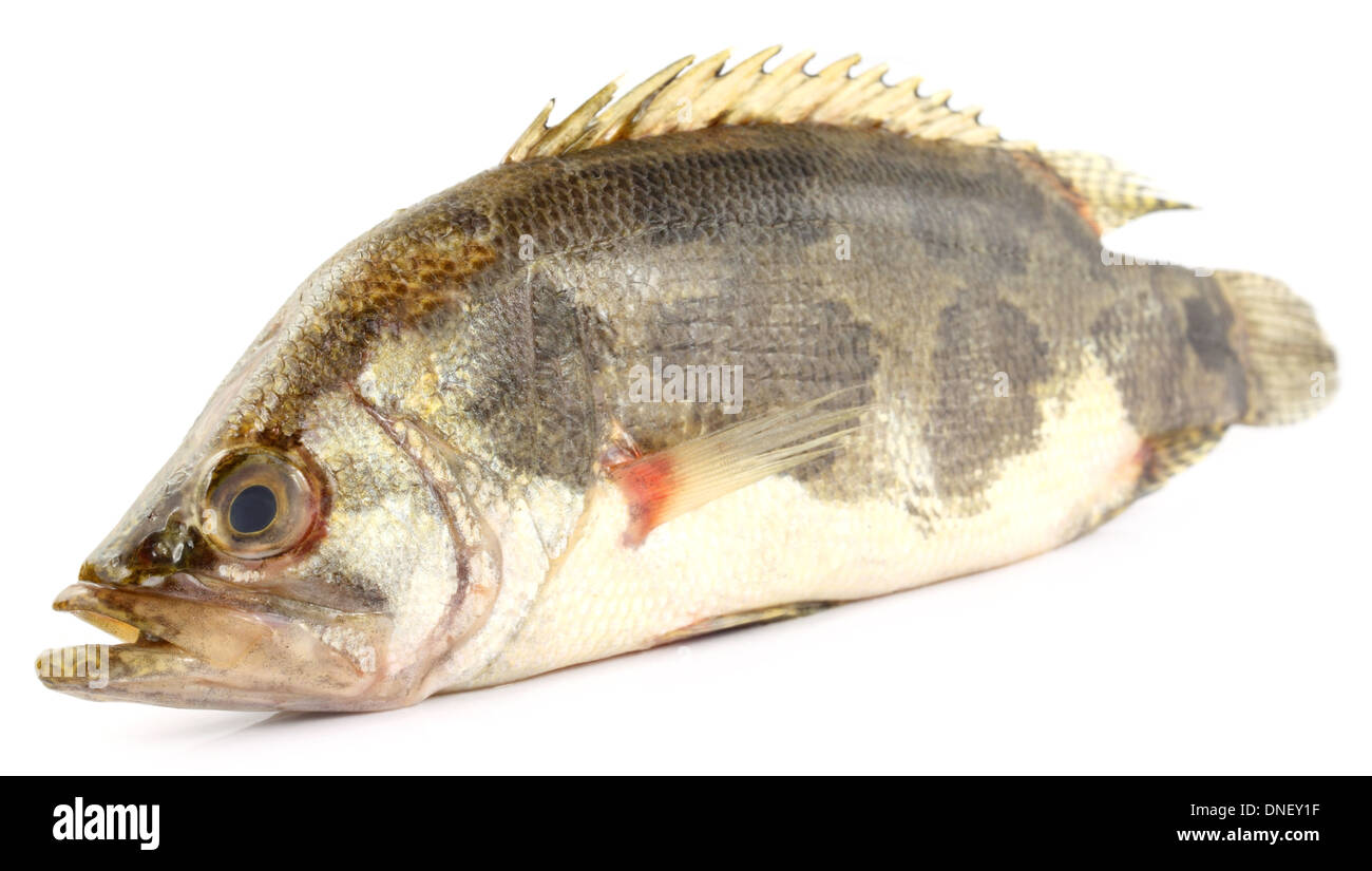 Nandus hi-res stock photography and images - Alamy