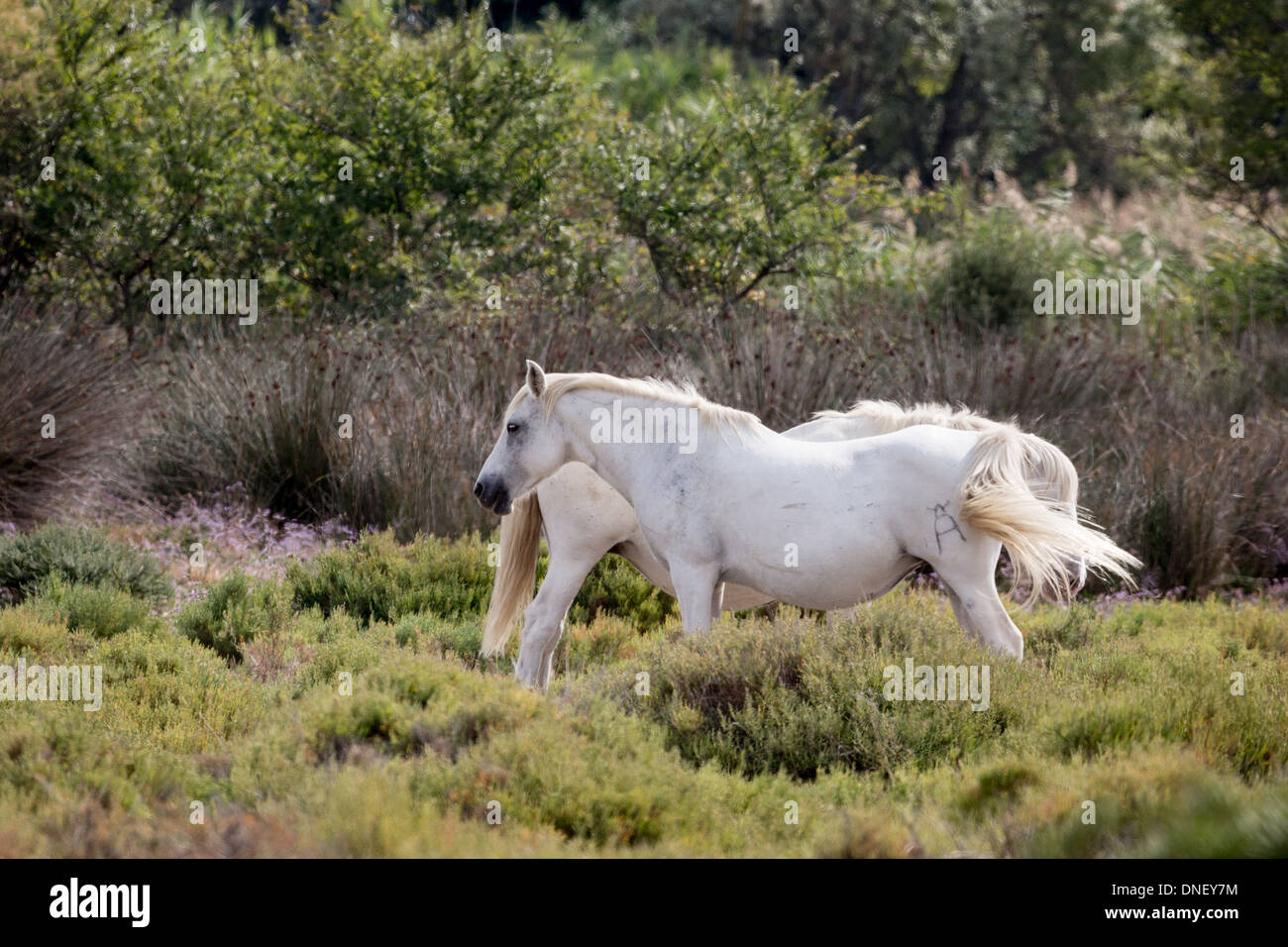 Camargue in the Rhône River delta, near Arles, France, Europe. Famous ...