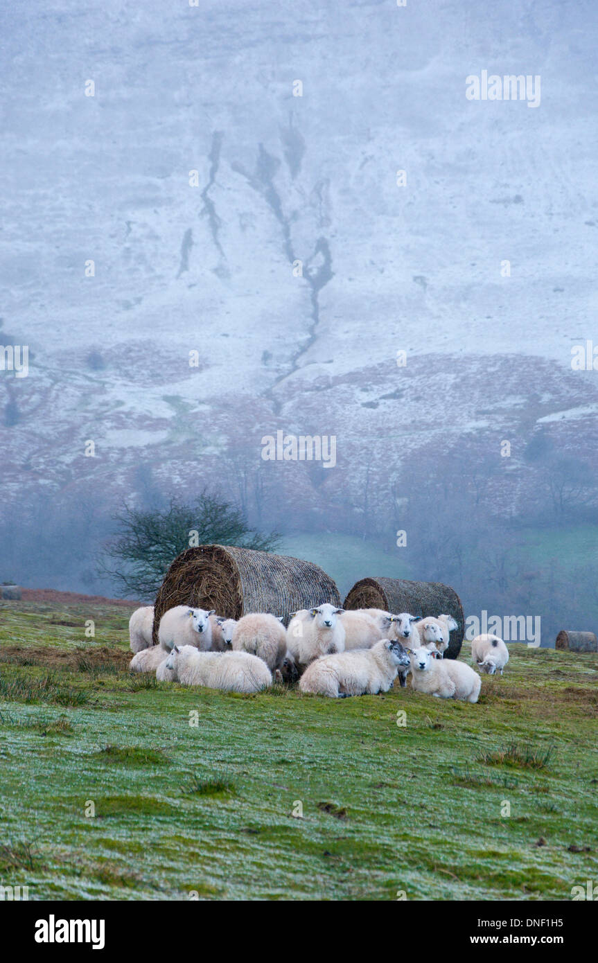 Sheep flooding hi-res stock photography and images - Alamy