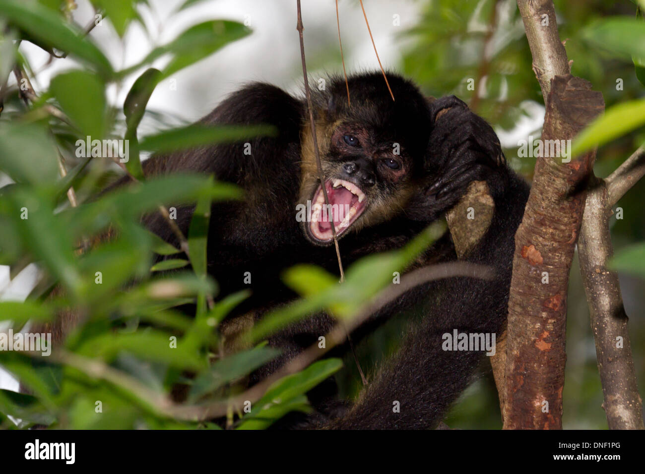 spider monkey in the rain forest of Belize Stock Photo - Alamy