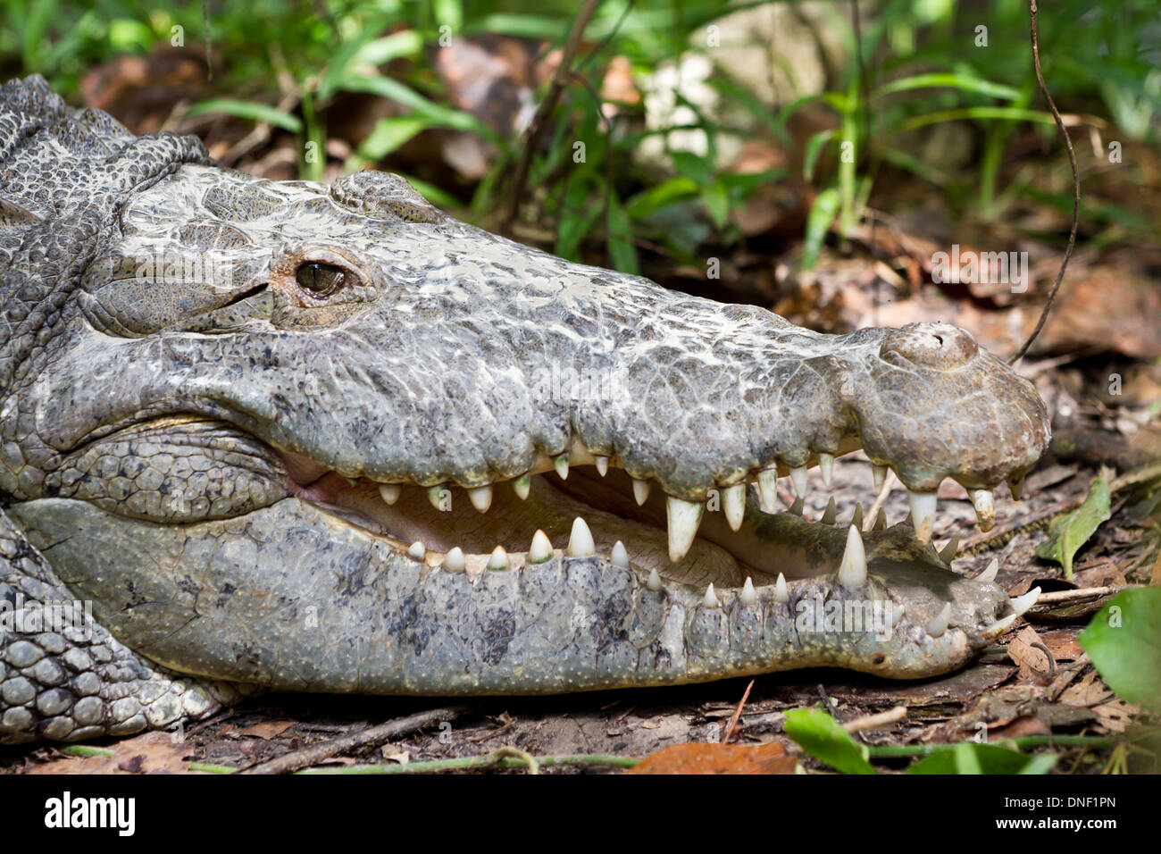 close up of an alligator on the ground of the rain forest in Belize ...