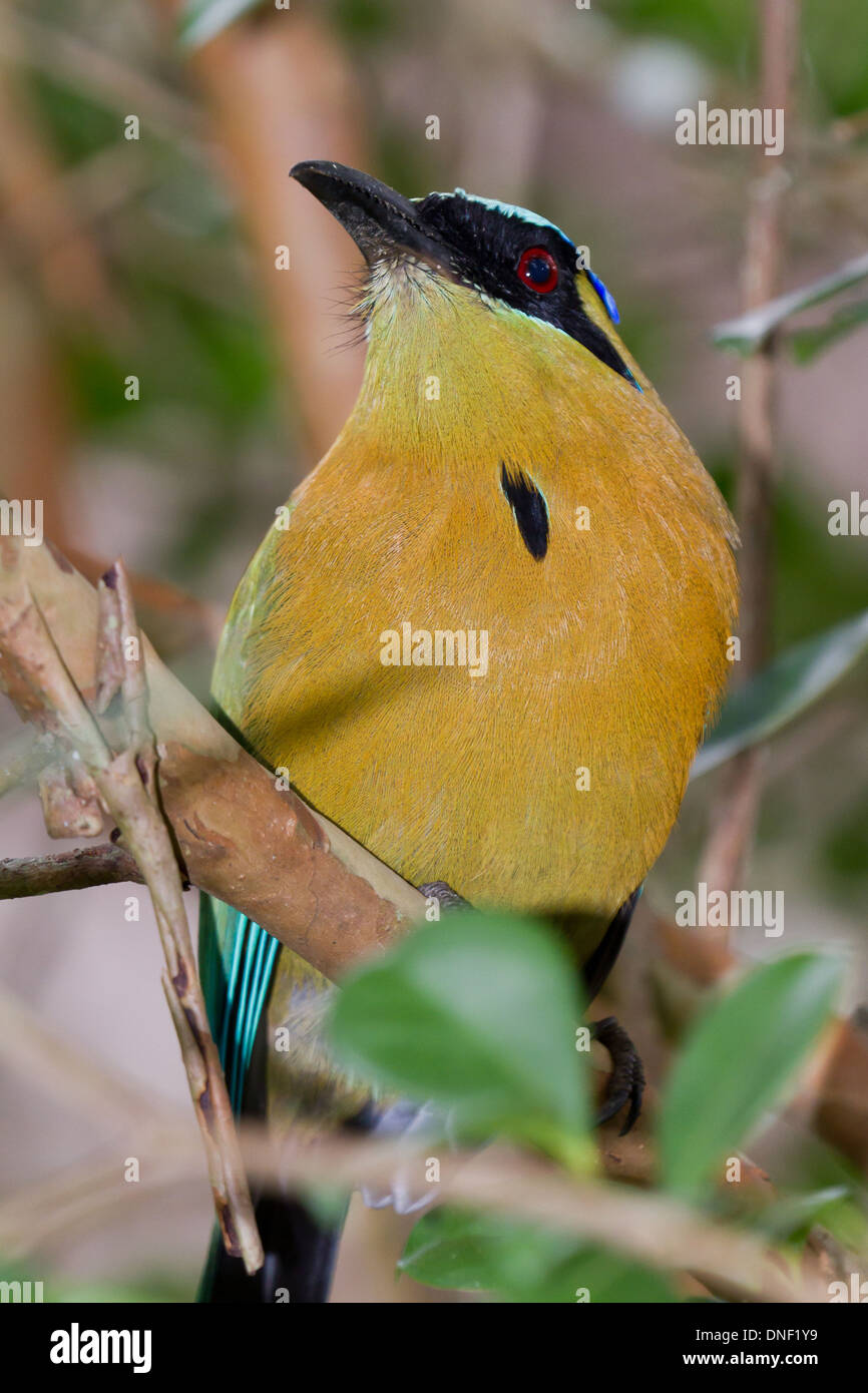 closeup of a blue crown motmot in the rain forest of Belize Stock Photo ...