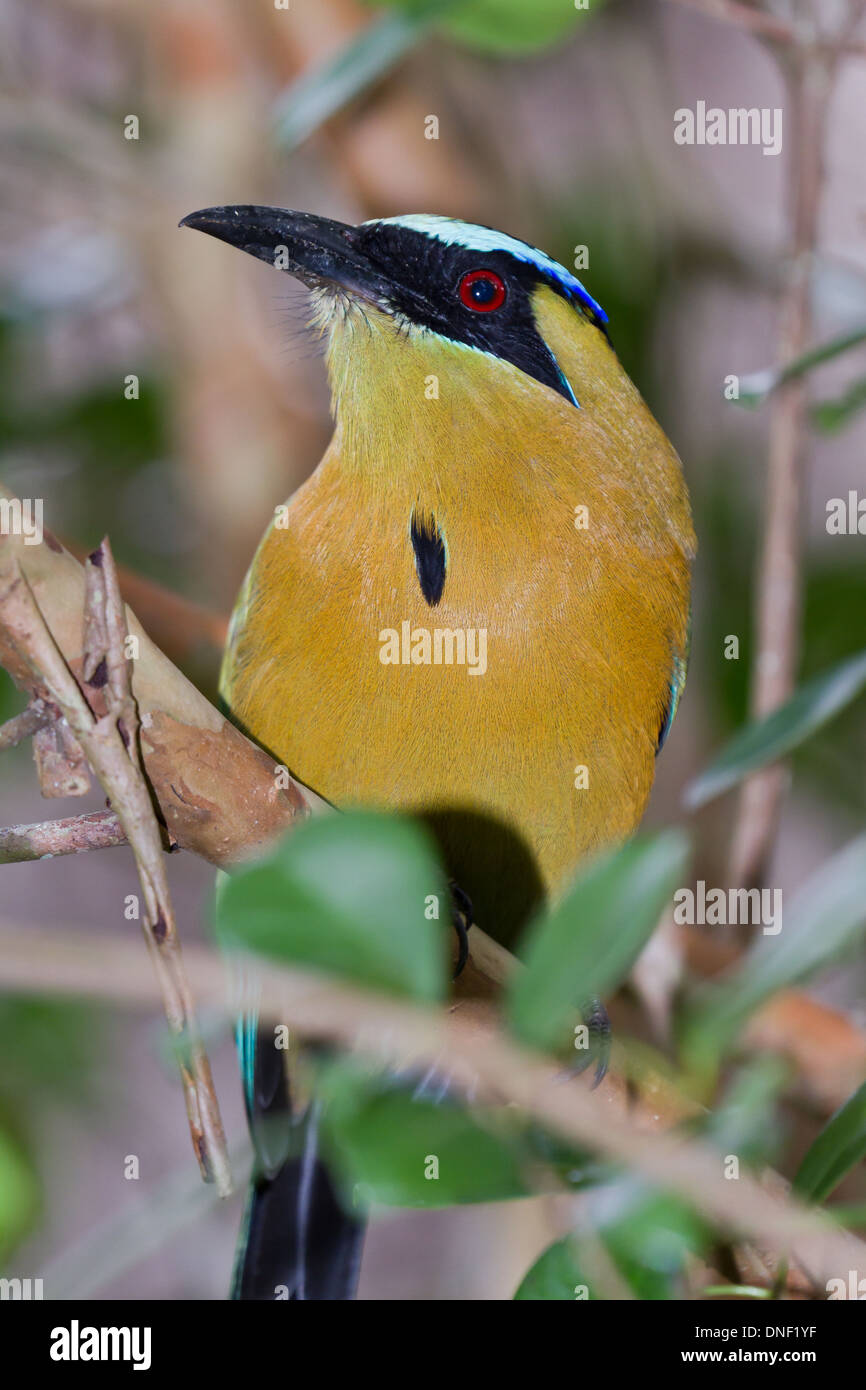 closeup of a blue crown motmot in the rain forest of Belize Stock Photo ...