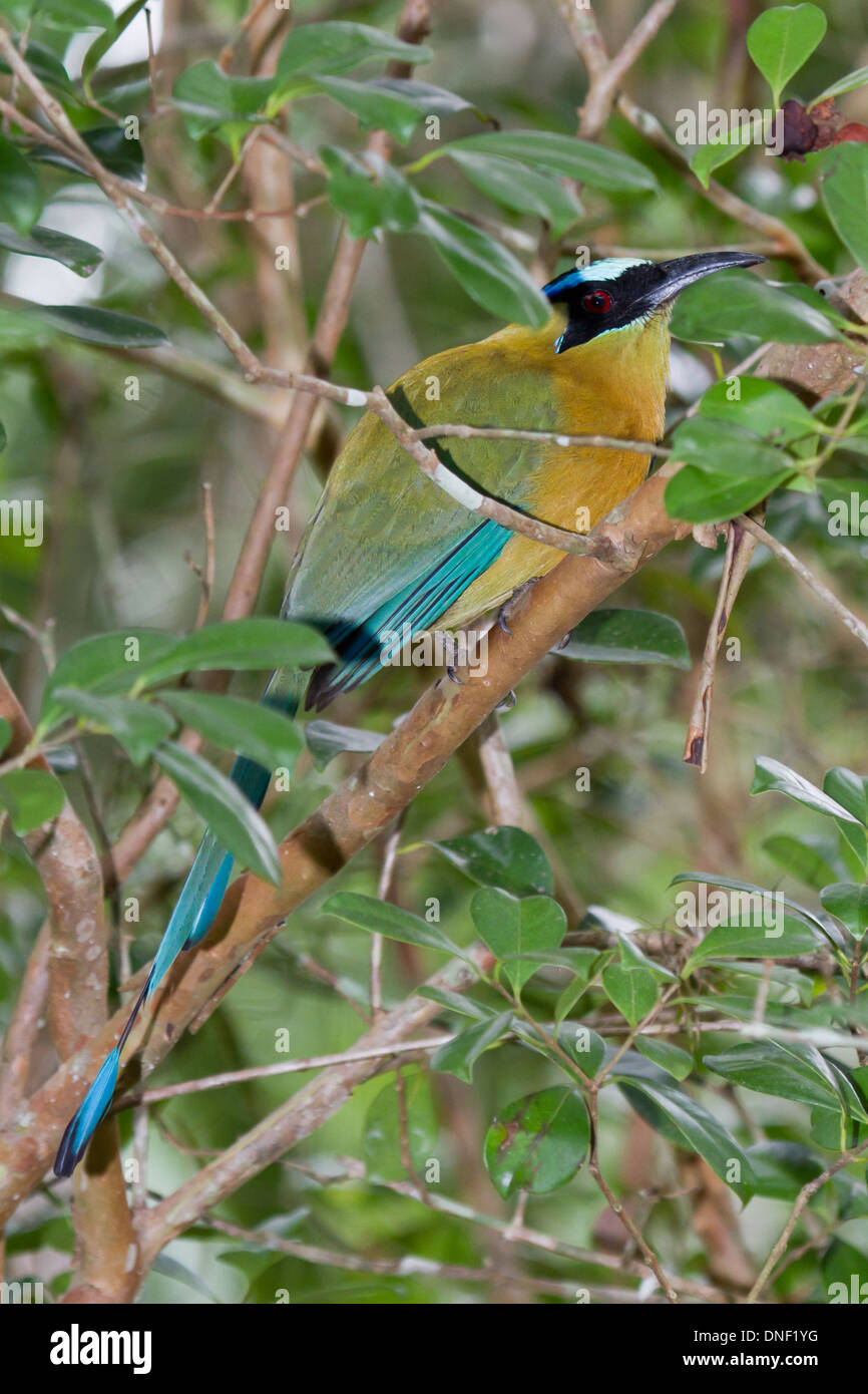 closeup of a blue crown motmot in the rain forest of Belize Stock Photo ...
