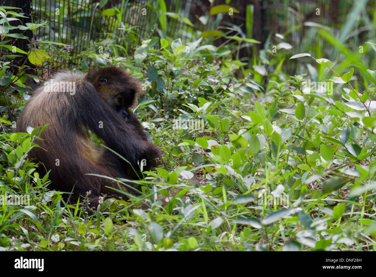 spider monkey in the rain forest of Belize Stock Photo - Alamy