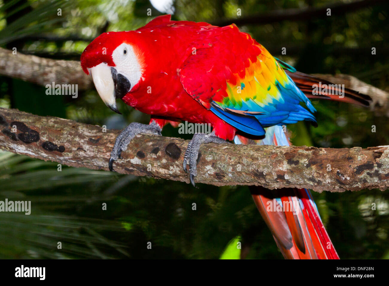 close up of a scarlet macaw in the rain forest of Belize Stock Photo ...