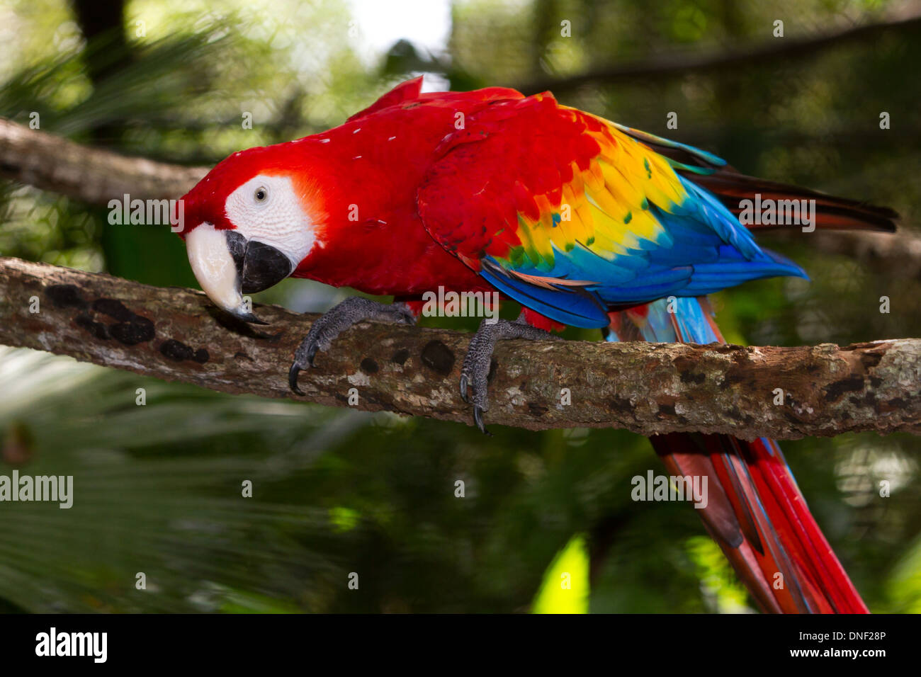 close up of a scarlet macaw in the rain forest of Belize Stock Photo ...