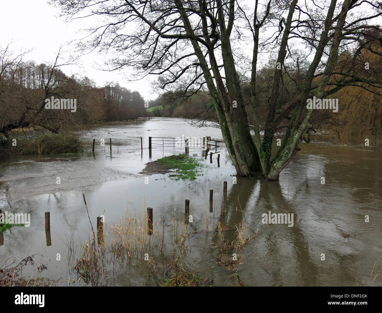 Eashing, Surrey, UK. 24th December 2013. Flooding of the River Wey in ...